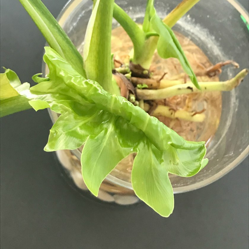 L'Hydroculture pour le Philodendron Atom - Strawberries