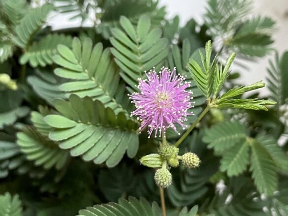 Mimosa Pudica la Plante sensitive mystérieuse et vivante - Strawberries
