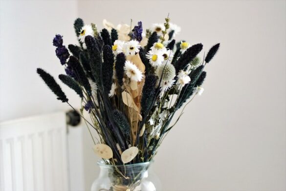 Entretenir et Bouturer de la Misère : Tradescantia - Strawberries